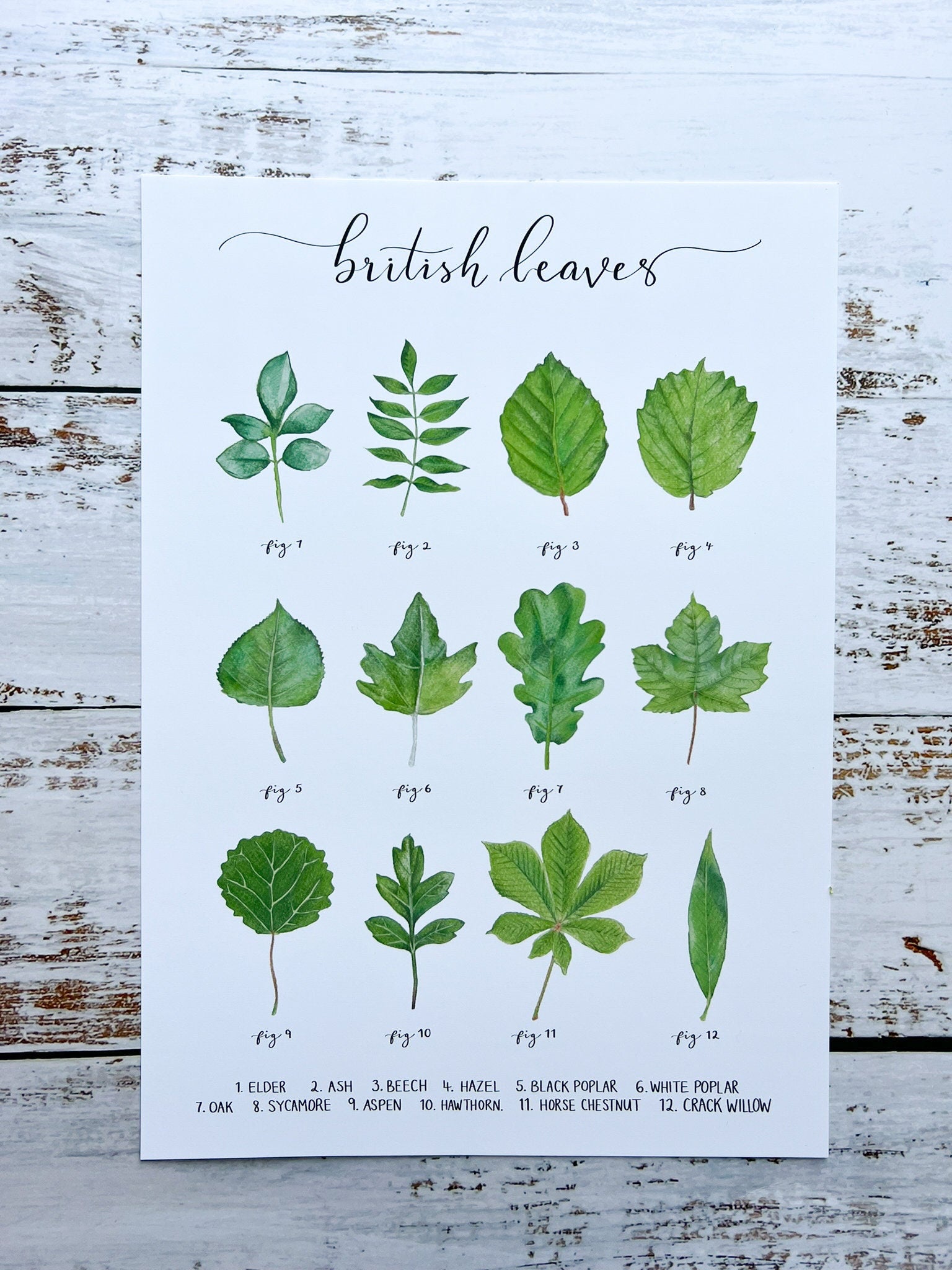 British tree leaves A4 art print – GeorginaDoodles
